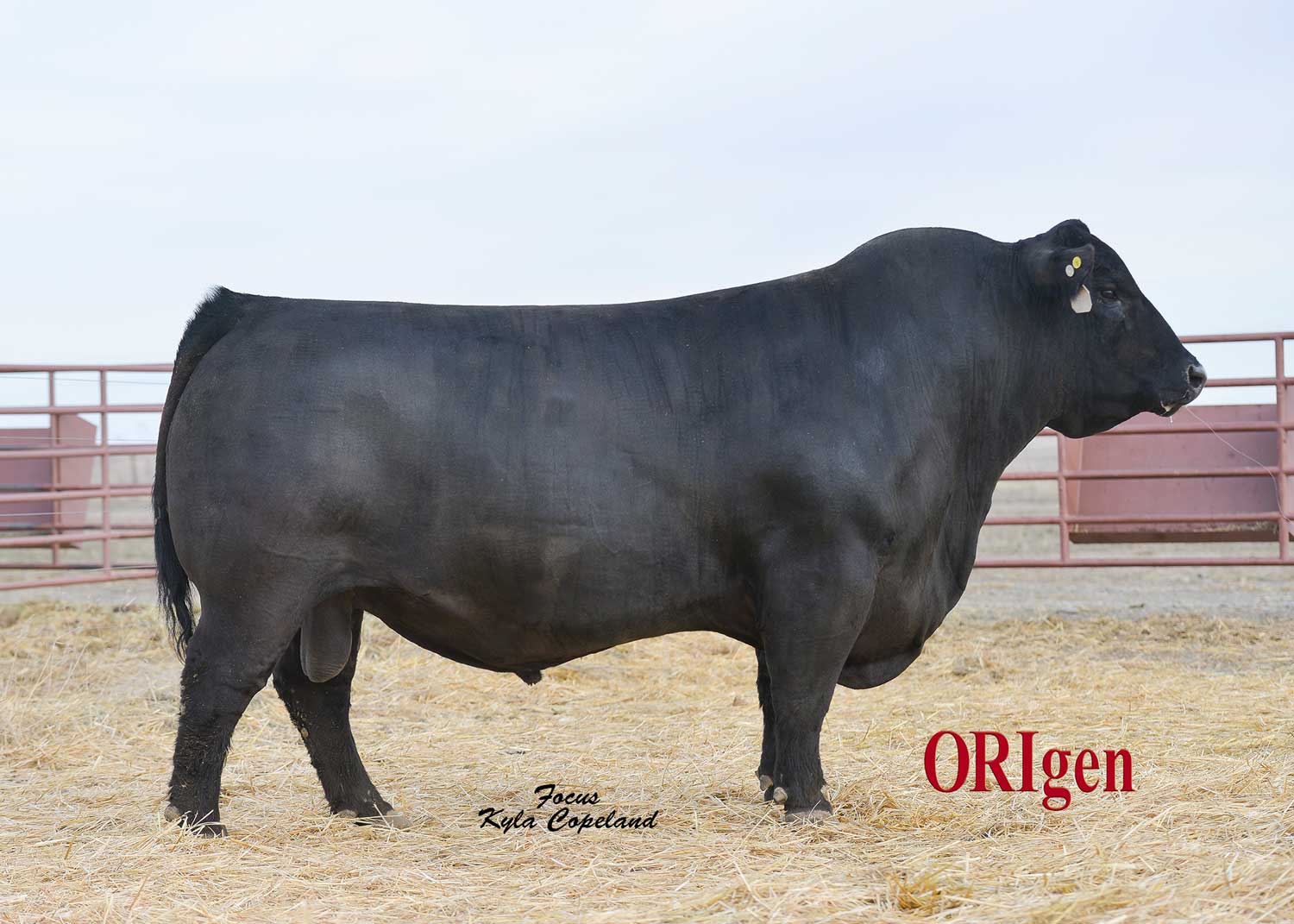 Sires | MillarAngus.com