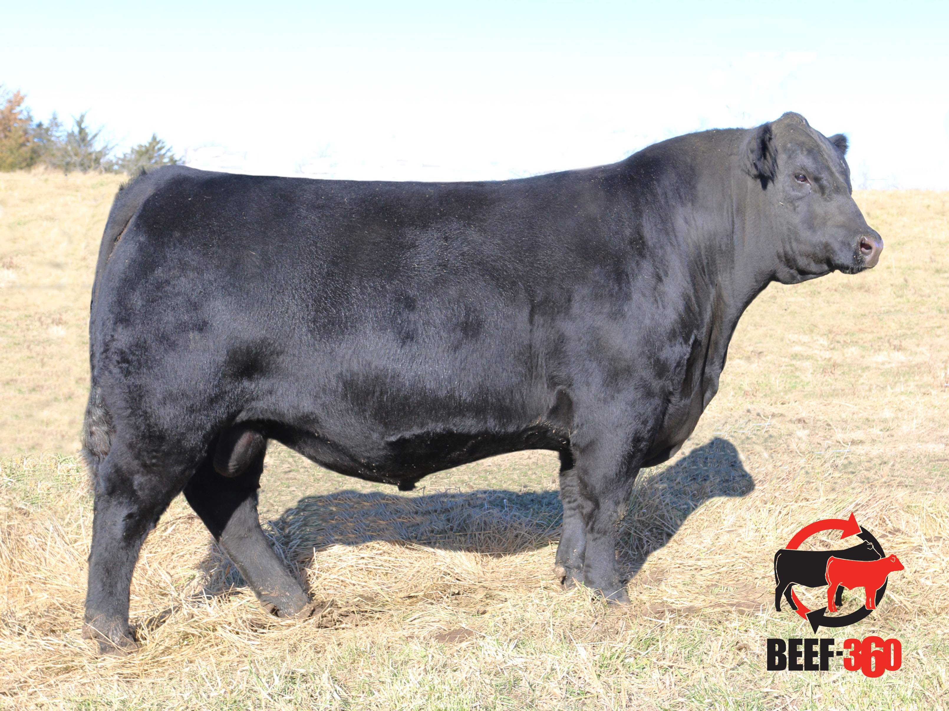 Sires | MillarAngus.com